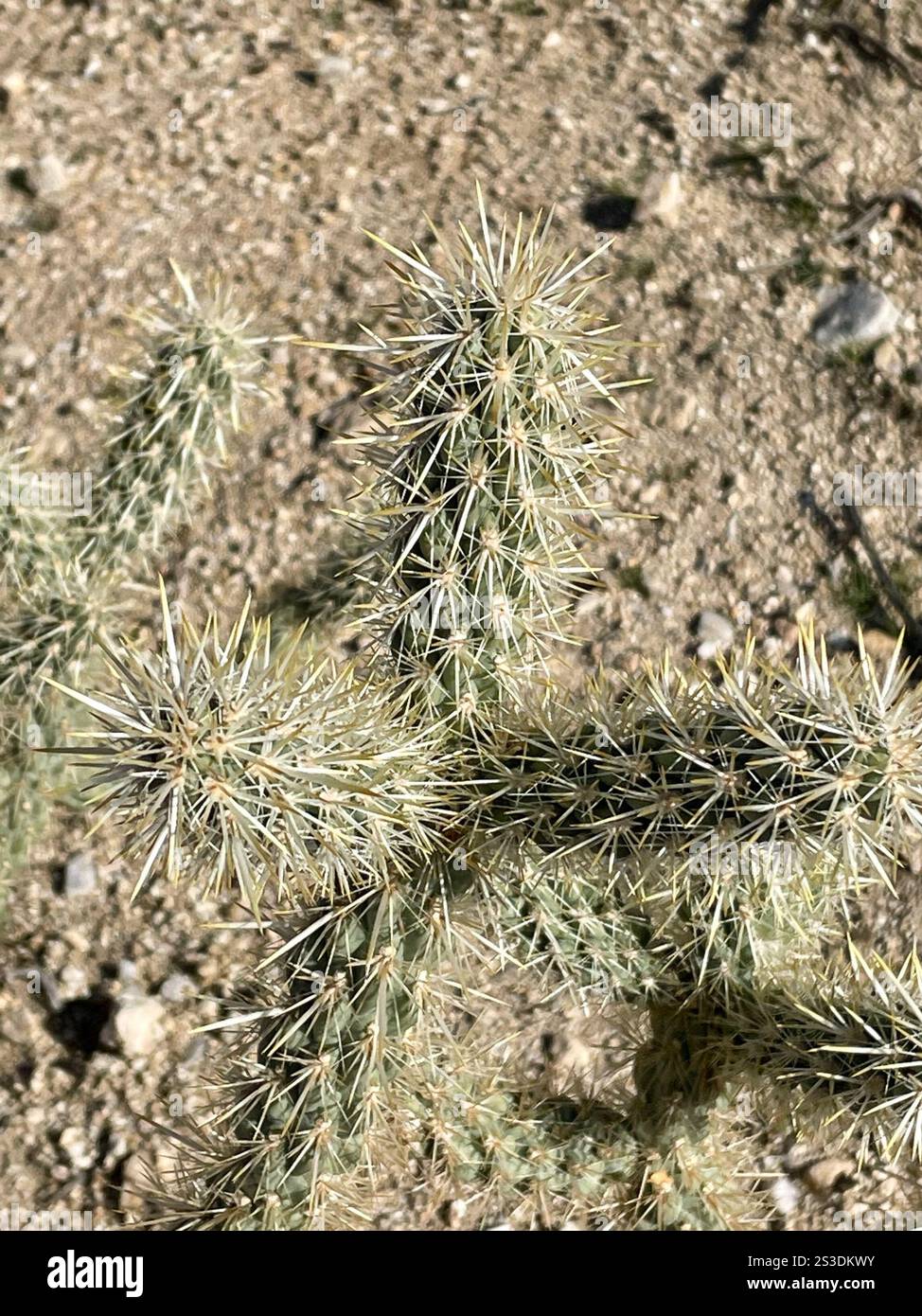 Silver Cholla (Cylindropuntia echinocarpa Stock Photo - Alamy