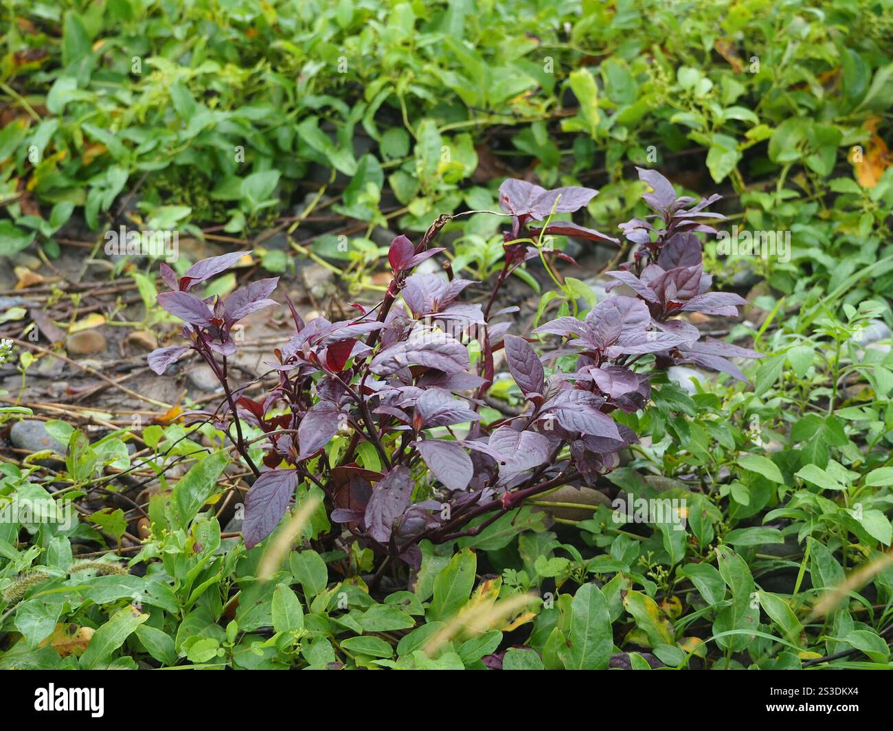 Ruby Leaf (Alternanthera brasiliana Stock Photo - Alamy