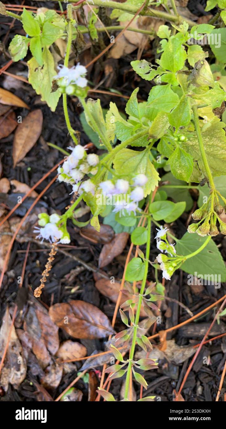 billygoat weed (Ageratum conyzoides Stock Photo - Alamy