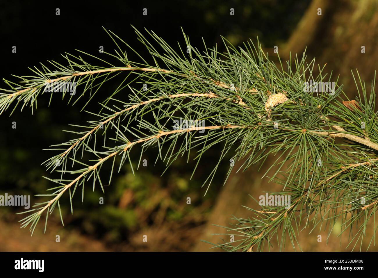 Deodar cedar (Cedrus deodara Stock Photo - Alamy