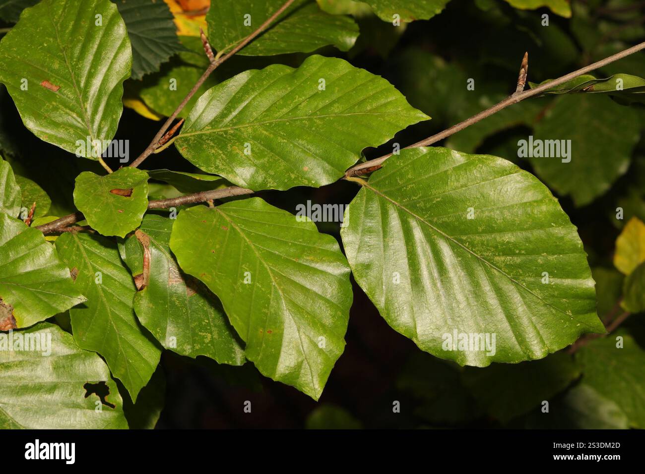 European beech (Fagus sylvatica Stock Photo - Alamy