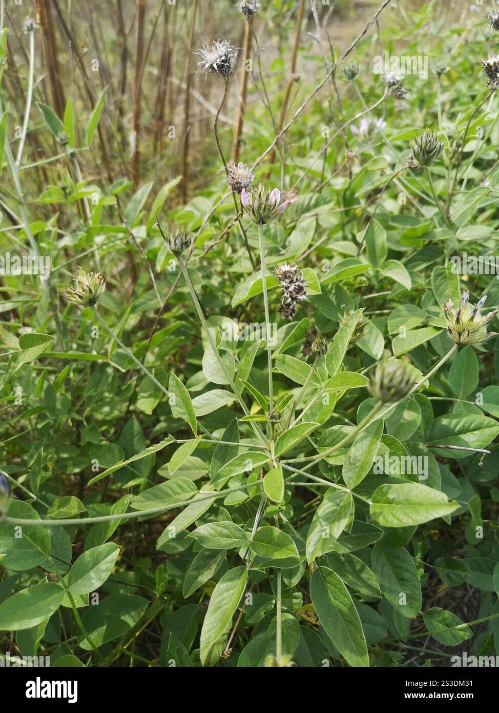 arabian pea (Bituminaria bituminosa Stock Photo - Alamy