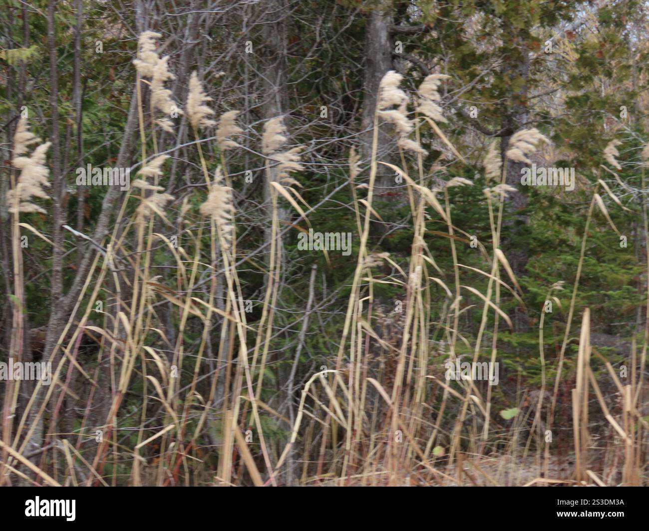 common reed (Phragmites australis Stock Photo - Alamy