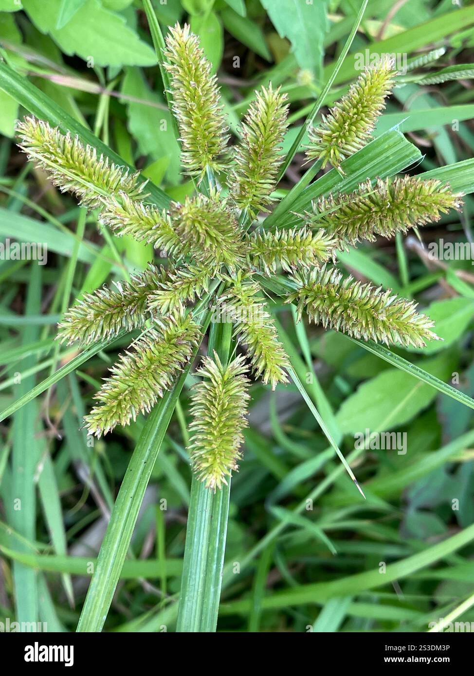 Pacific island flatsedge (Cyperus cyperoides Stock Photo - Alamy