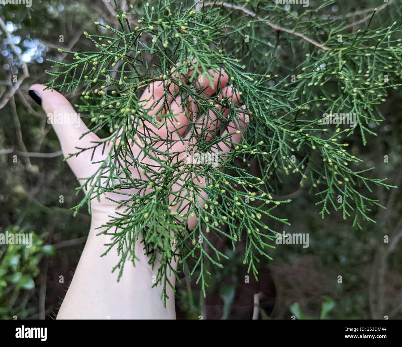 Southern Redcedar (Juniperus virginiana silicicola Stock Photo - Alamy