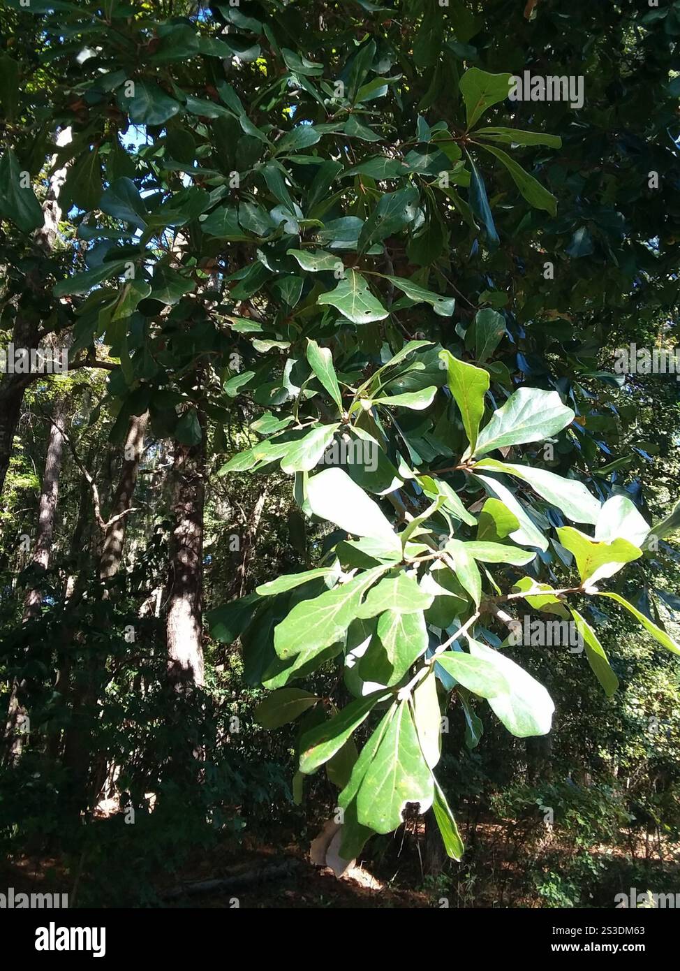 water oak (Quercus nigra Stock Photo - Alamy