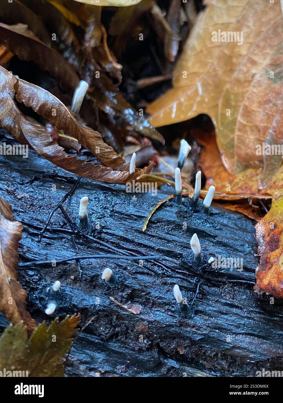Candlesnuff Fungus (Xylaria hypoxylon Stock Photo - Alamy