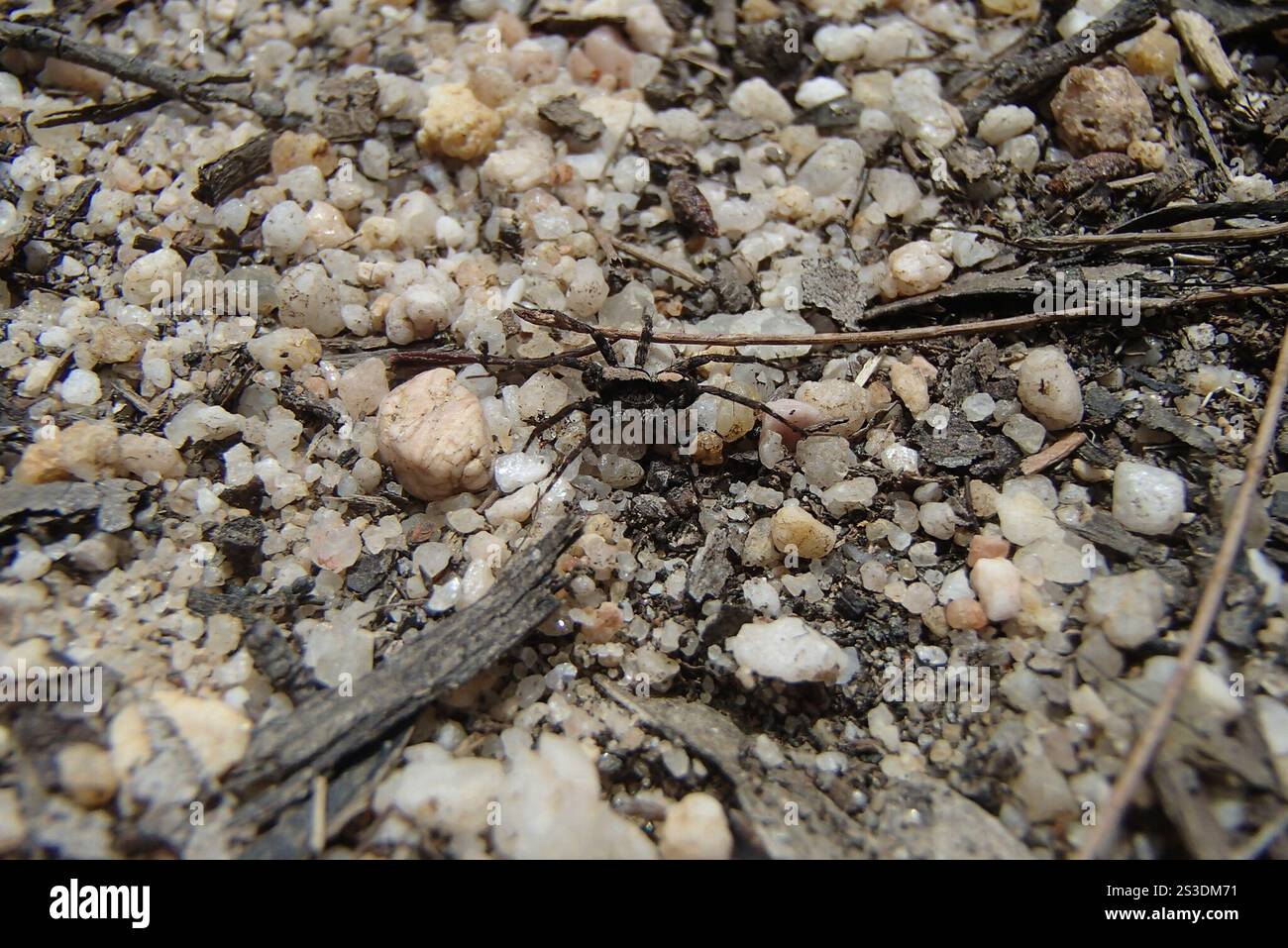 Wolf Spiders and Allies (Lycosoidea Stock Photo - Alamy