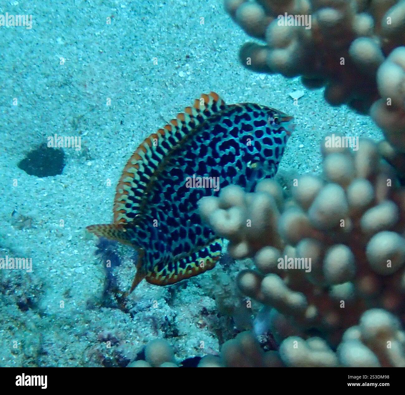 Leopard Wrasse (Macropharyngodon meleagris Stock Photo - Alamy