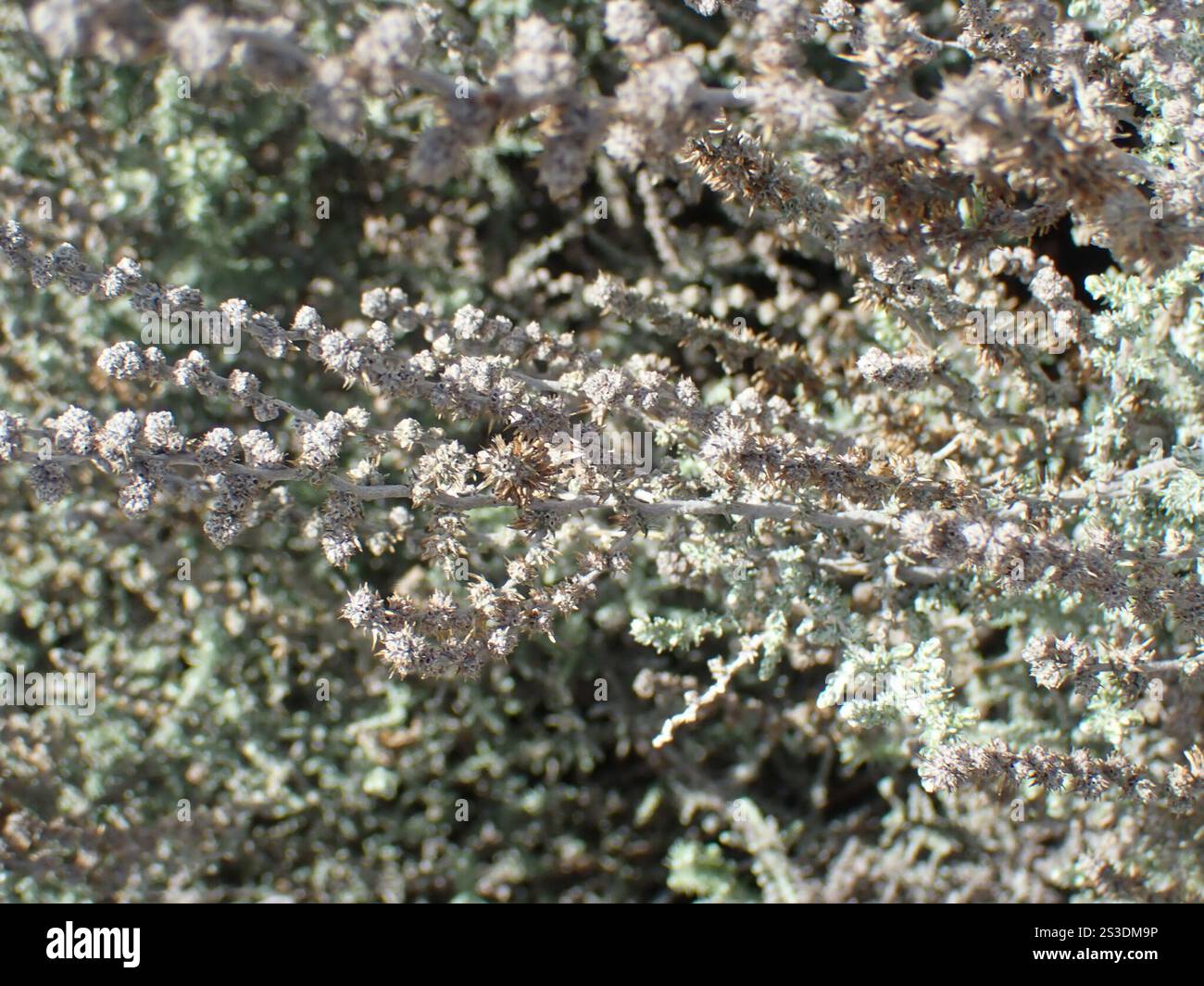 Bankrupt Bush (Seriphium plumosum Stock Photo - Alamy