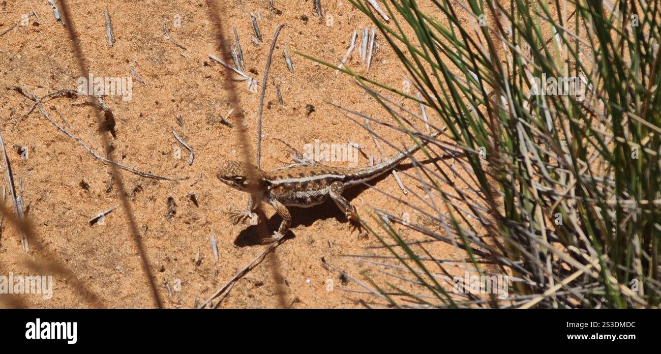 eastern mallee dragon (Ctenophorus spinodomus Stock Photo - Alamy