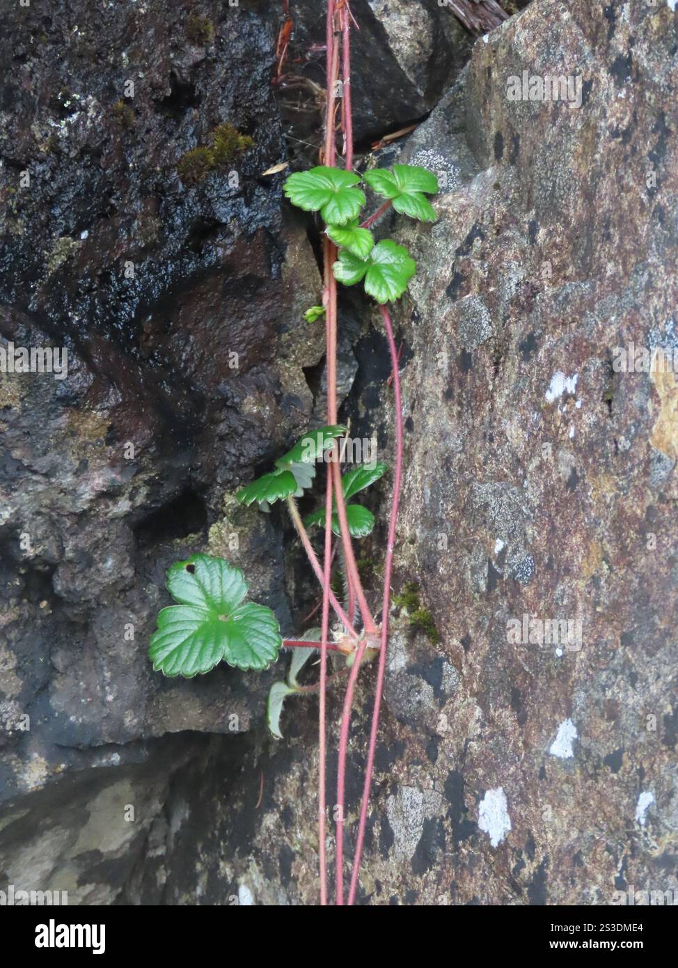 beach strawberry (Fragaria chiloensis Stock Photo - Alamy