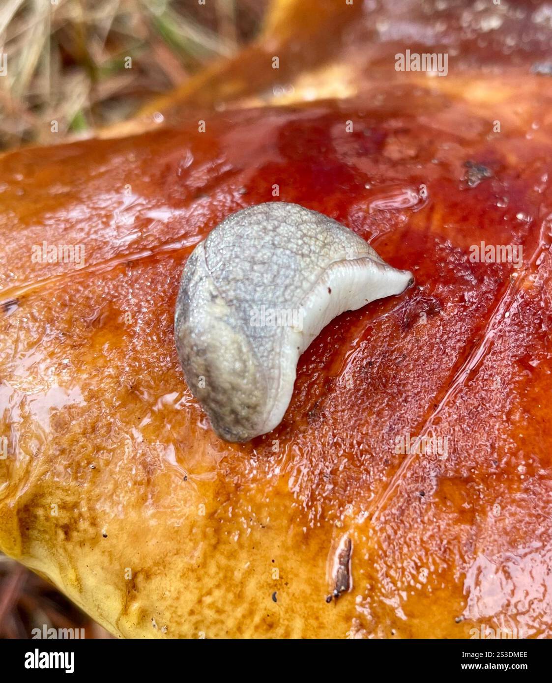 Reticulate Taildropper (Prophysaon andersonii Stock Photo - Alamy