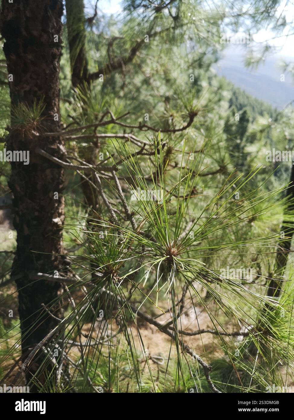 Canary Island pine (Pinus canariensis Stock Photo - Alamy