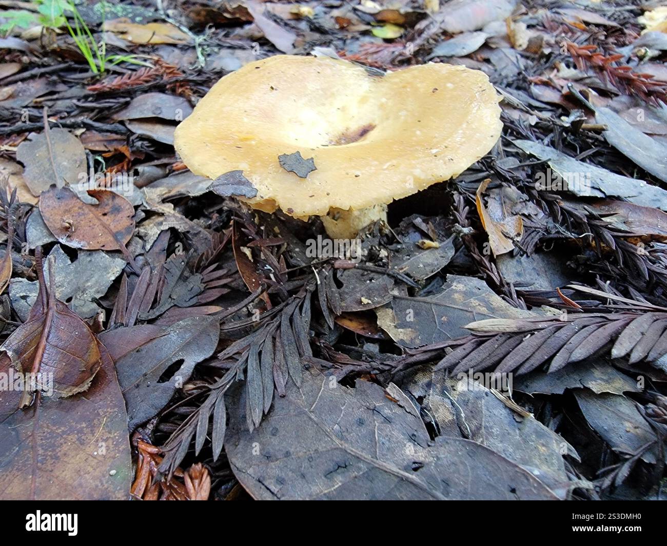 golden milkcap (Lactarius alnicola Stock Photo - Alamy
