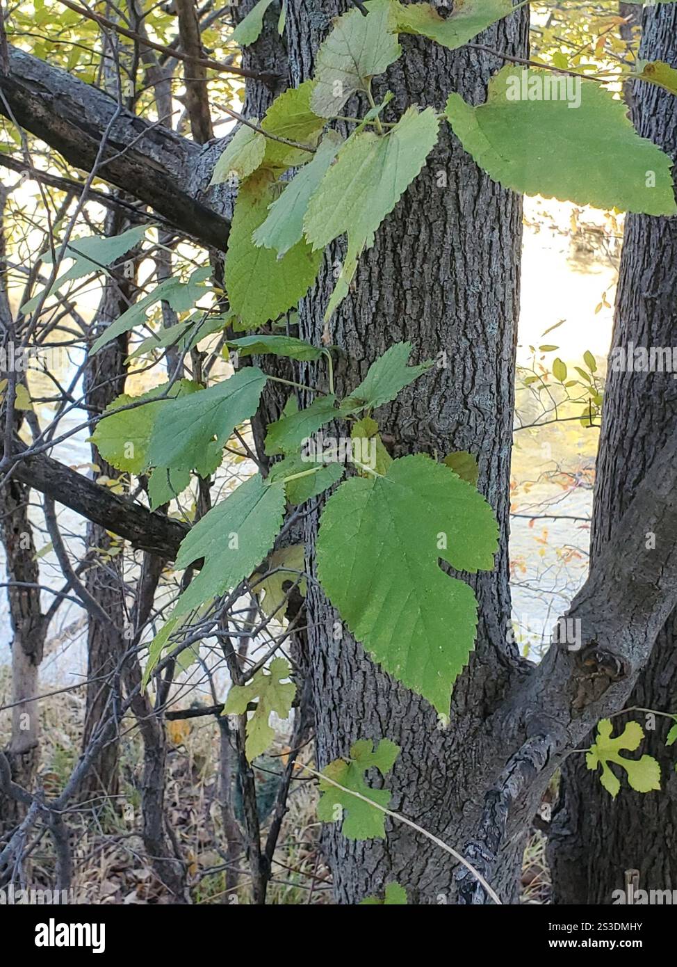 red mulberry (Morus rubra Stock Photo - Alamy