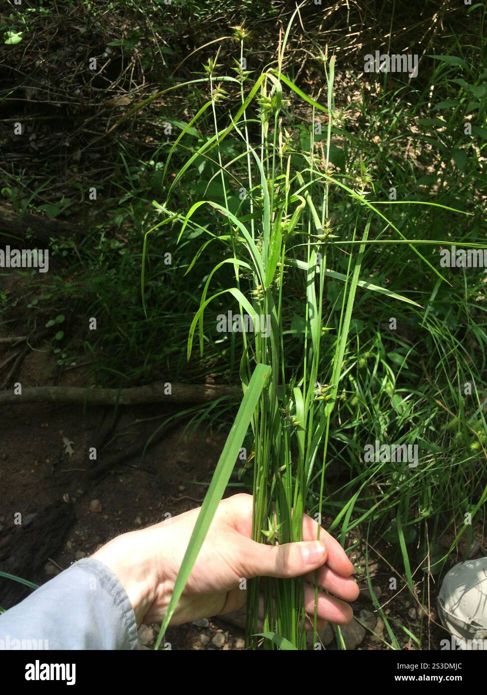southern long sedge (Carex lonchocarpa Stock Photo - Alamy