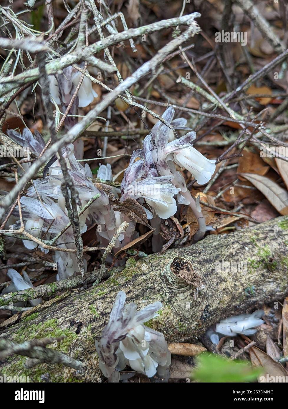 Ghost Pipe (Monotropa uniflora Stock Photo - Alamy