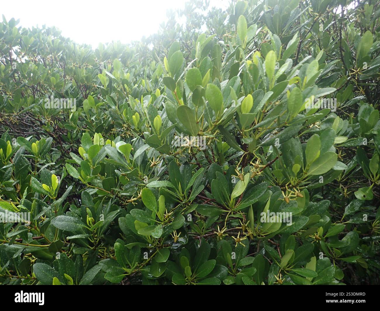 Kandelia hi-res stock photography and images - Alamy