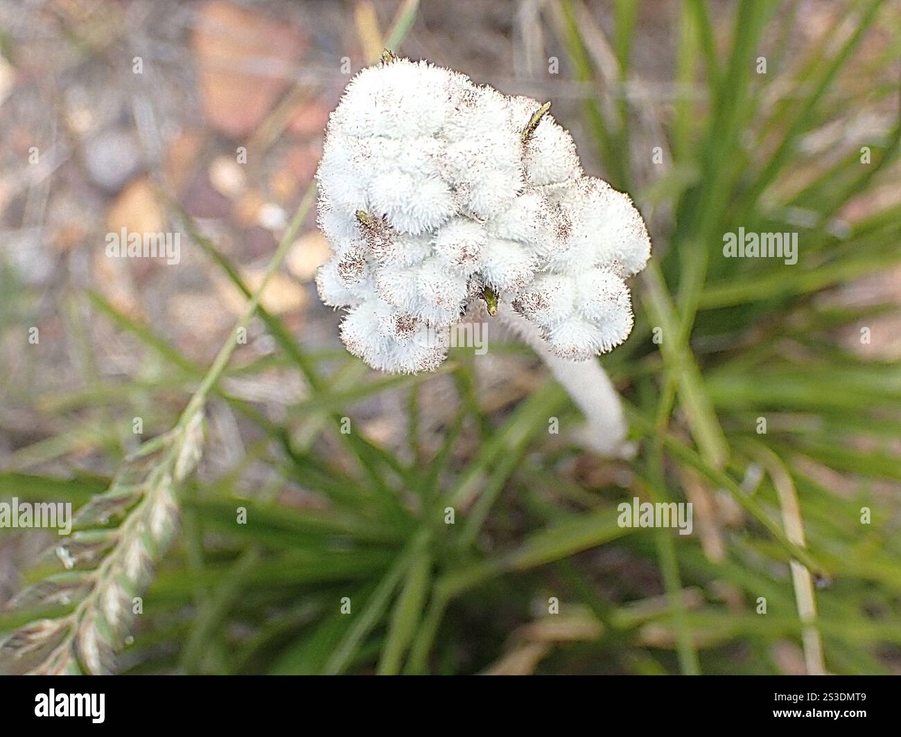 Lambstail (Lanaria lanata Stock Photo - Alamy