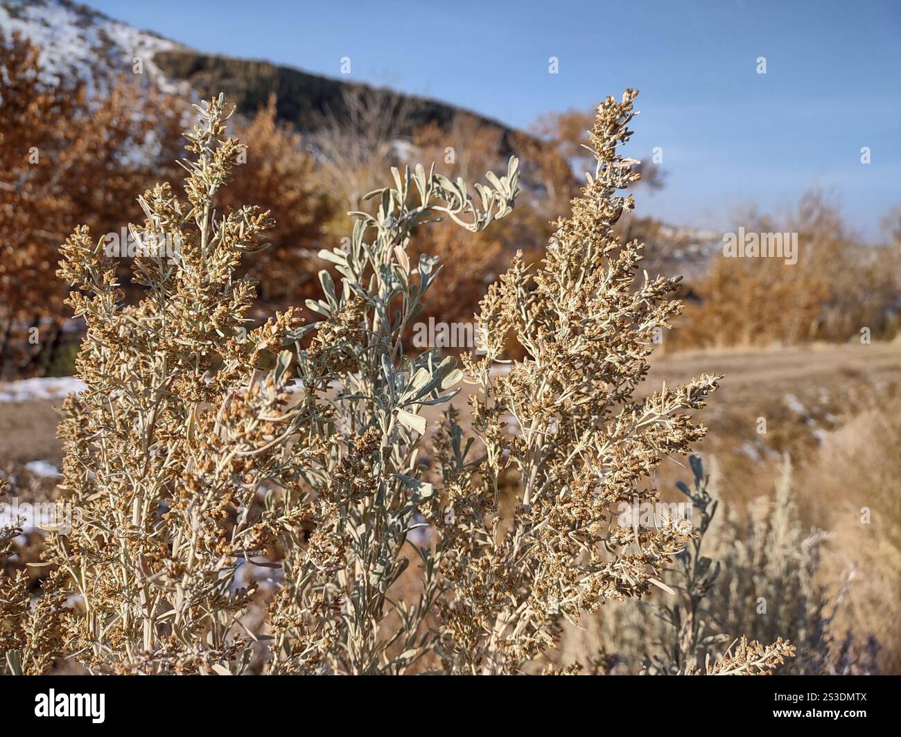 Big Sagebrush (Artemisia tridentata Stock Photo - Alamy