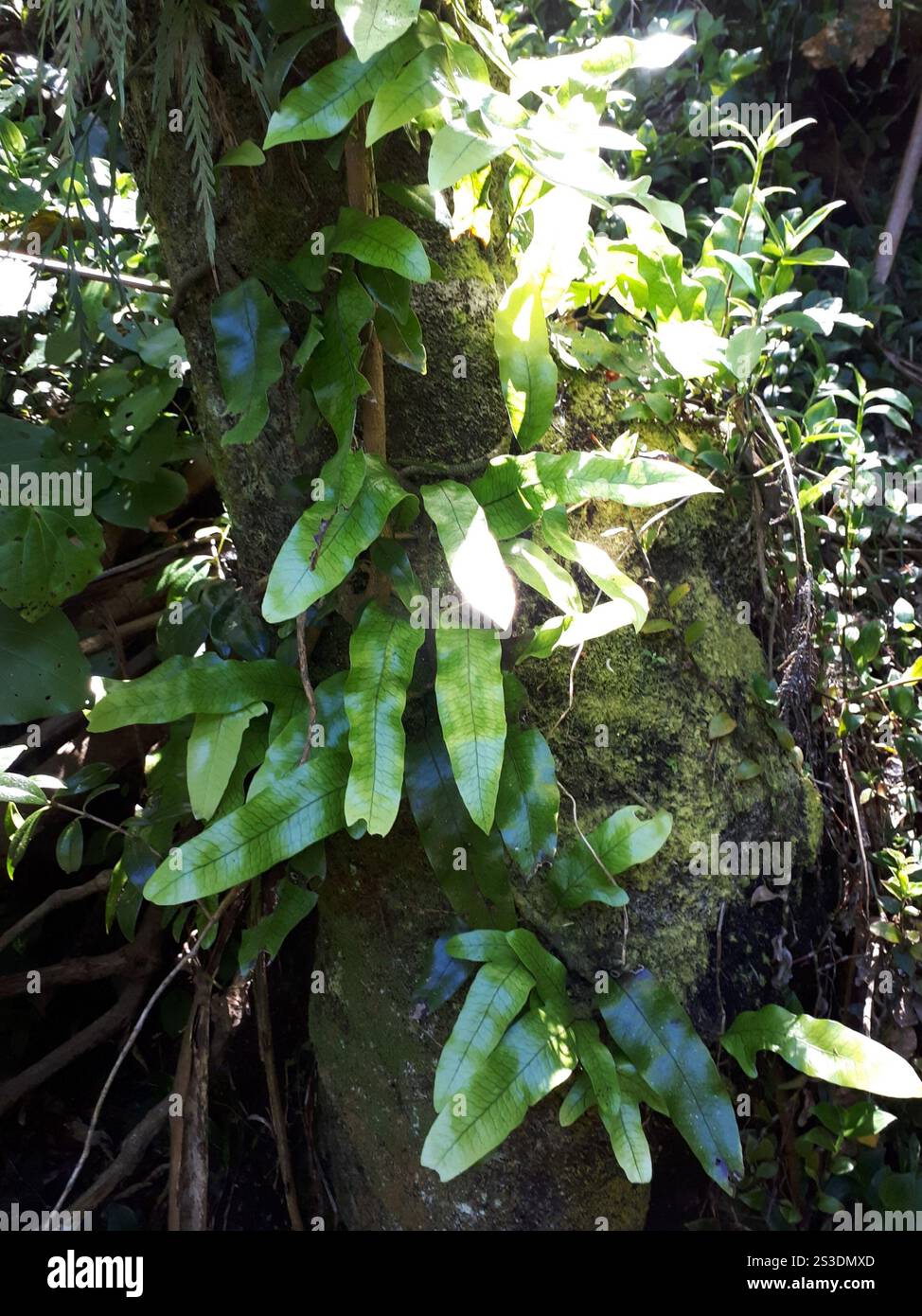 hound's tongue fern (Microsorum pustulatum Stock Photo - Alamy