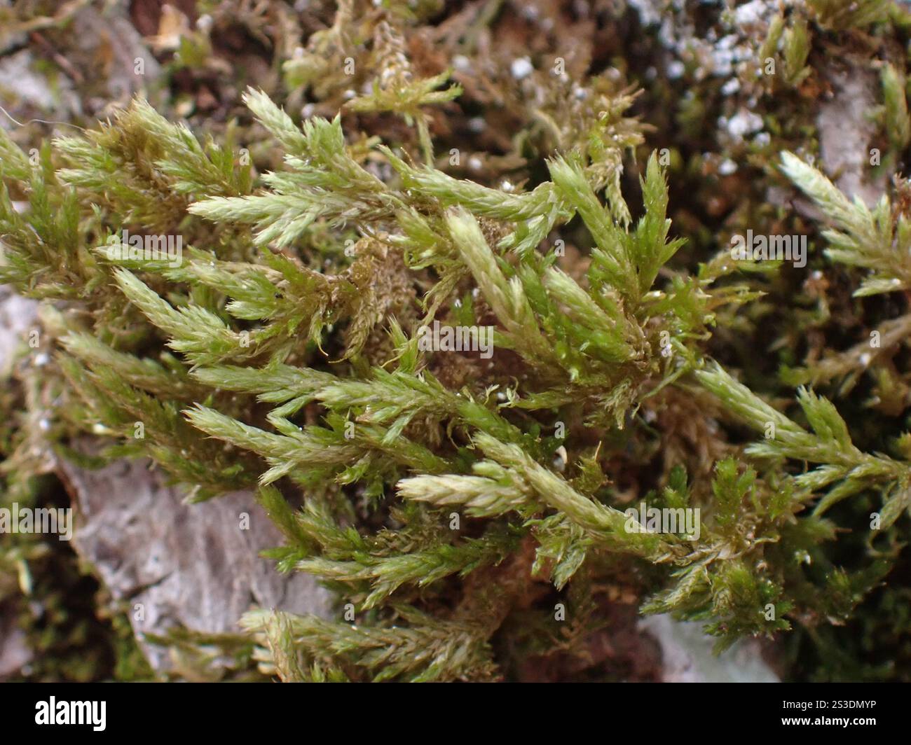California alsia moss (Alsia californica Stock Photo - Alamy