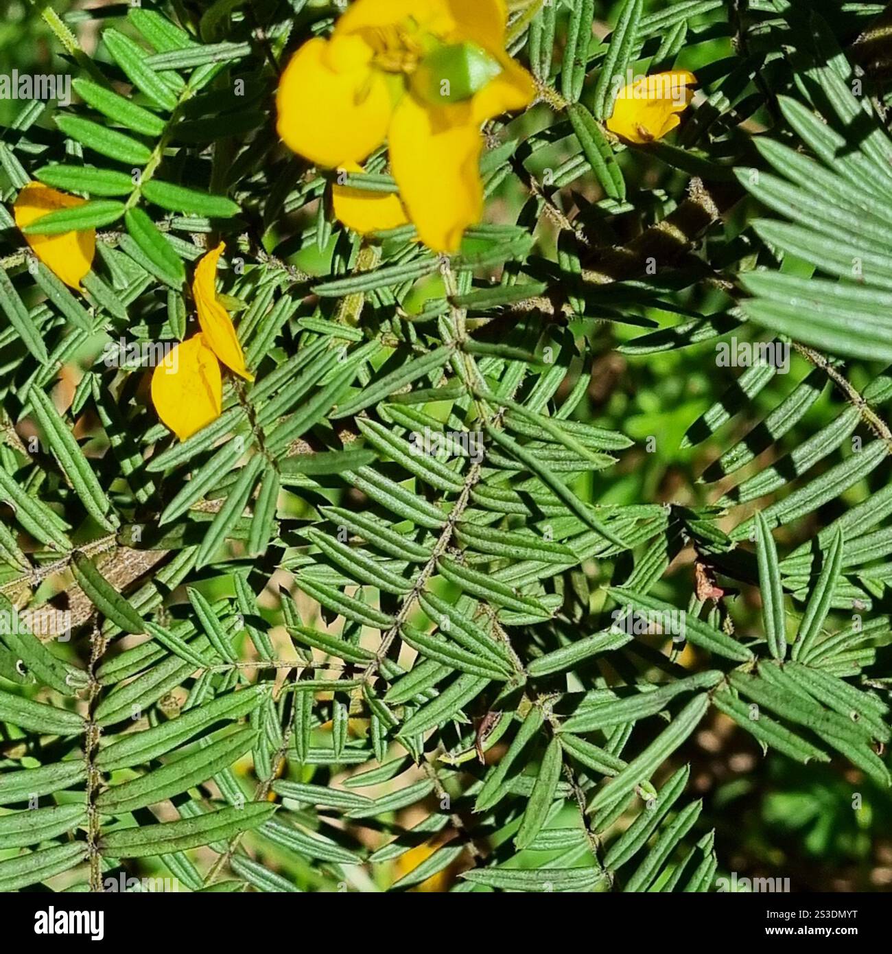 silver senna (Senna artemisioides Stock Photo - Alamy