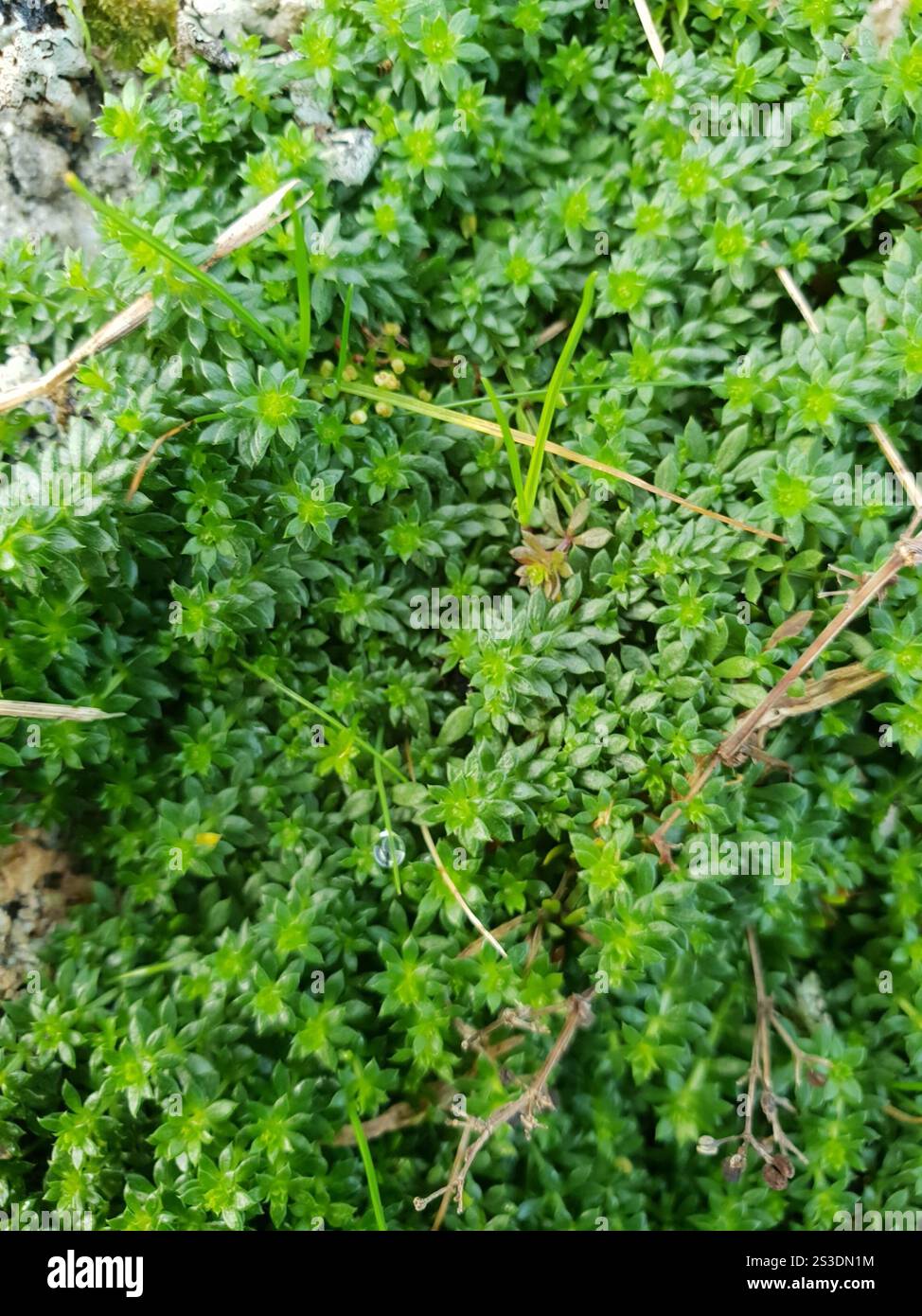 Heath Bedstraw (Galium saxatile Stock Photo - Alamy