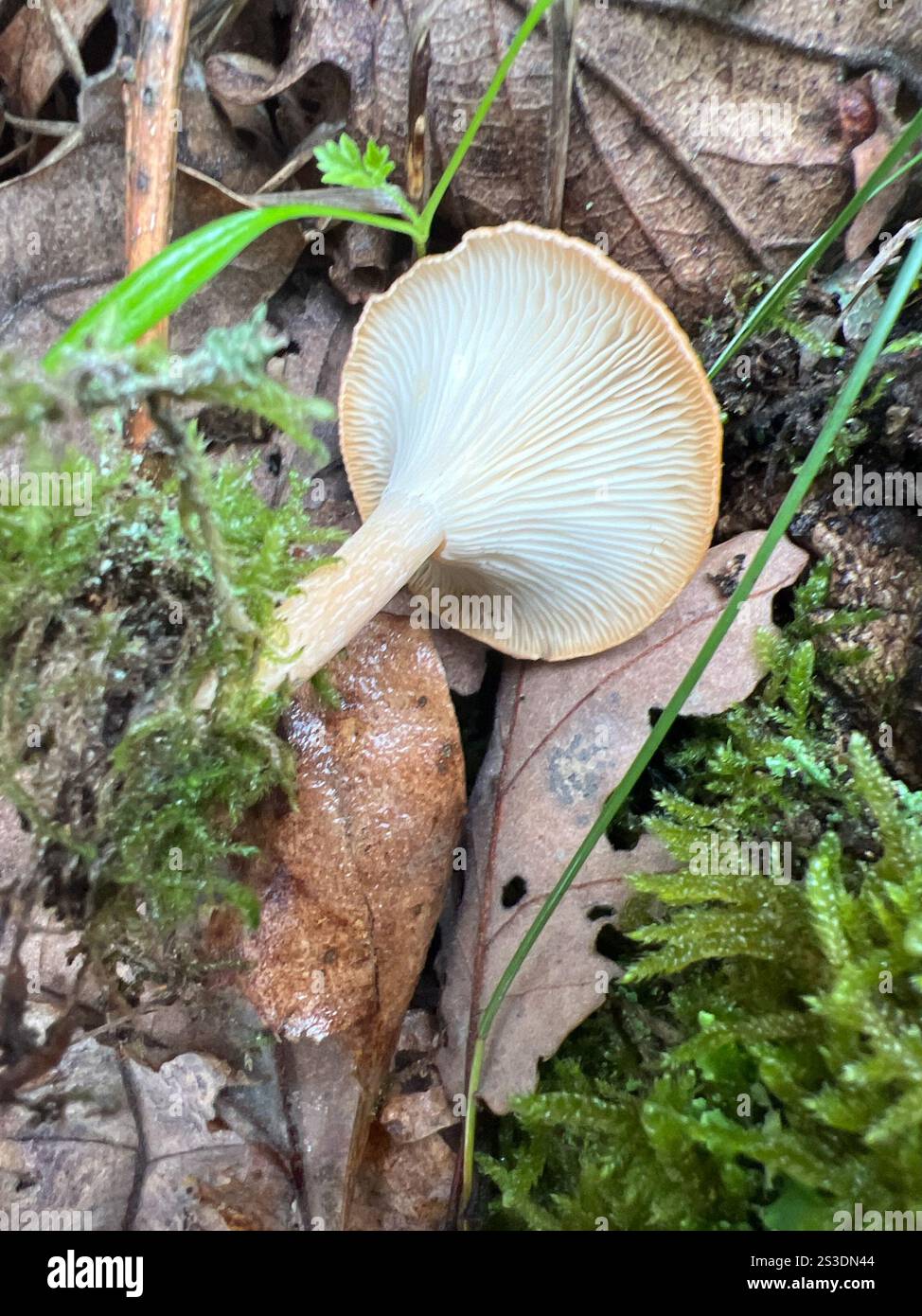 Common Funnel (Infundibulicybe gibba Stock Photo - Alamy