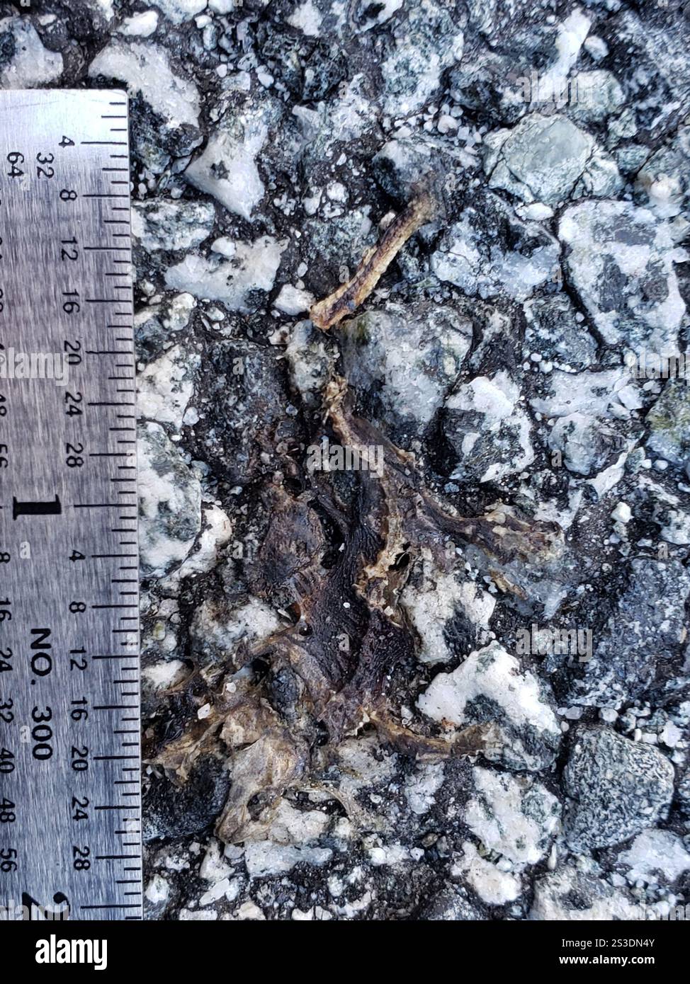 Pacific Newts (Taricha Stock Photo - Alamy