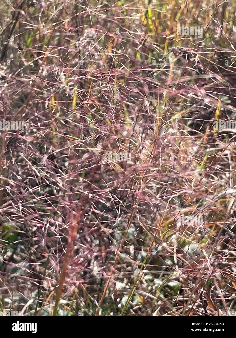 Hairawn Muhly (Muhlenbergia capillaris Stock Photo - Alamy