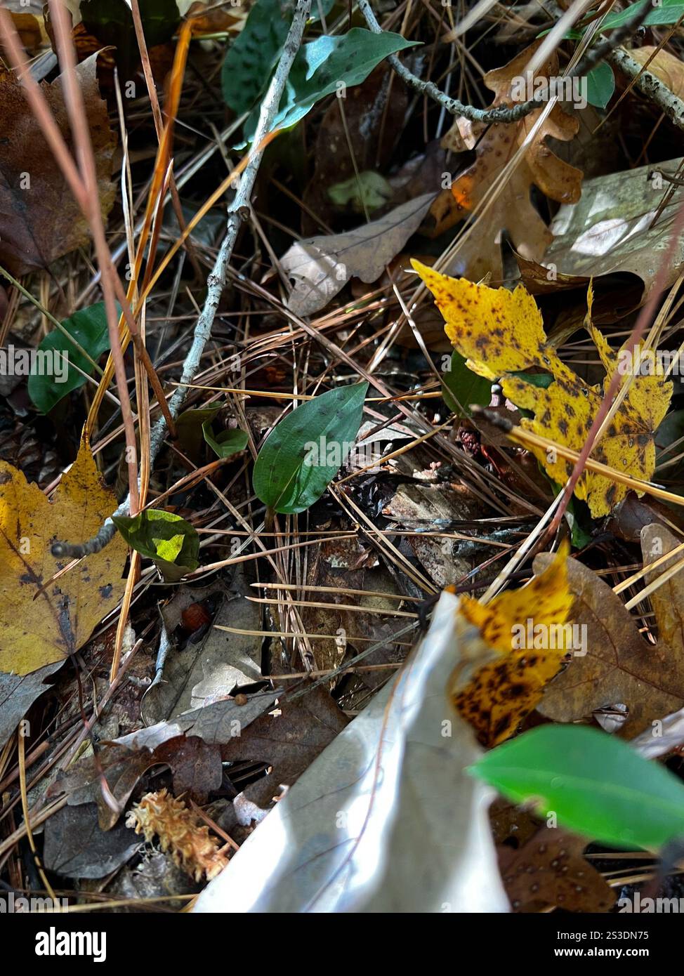 crane-fly orchid (Tipularia discolor Stock Photo - Alamy