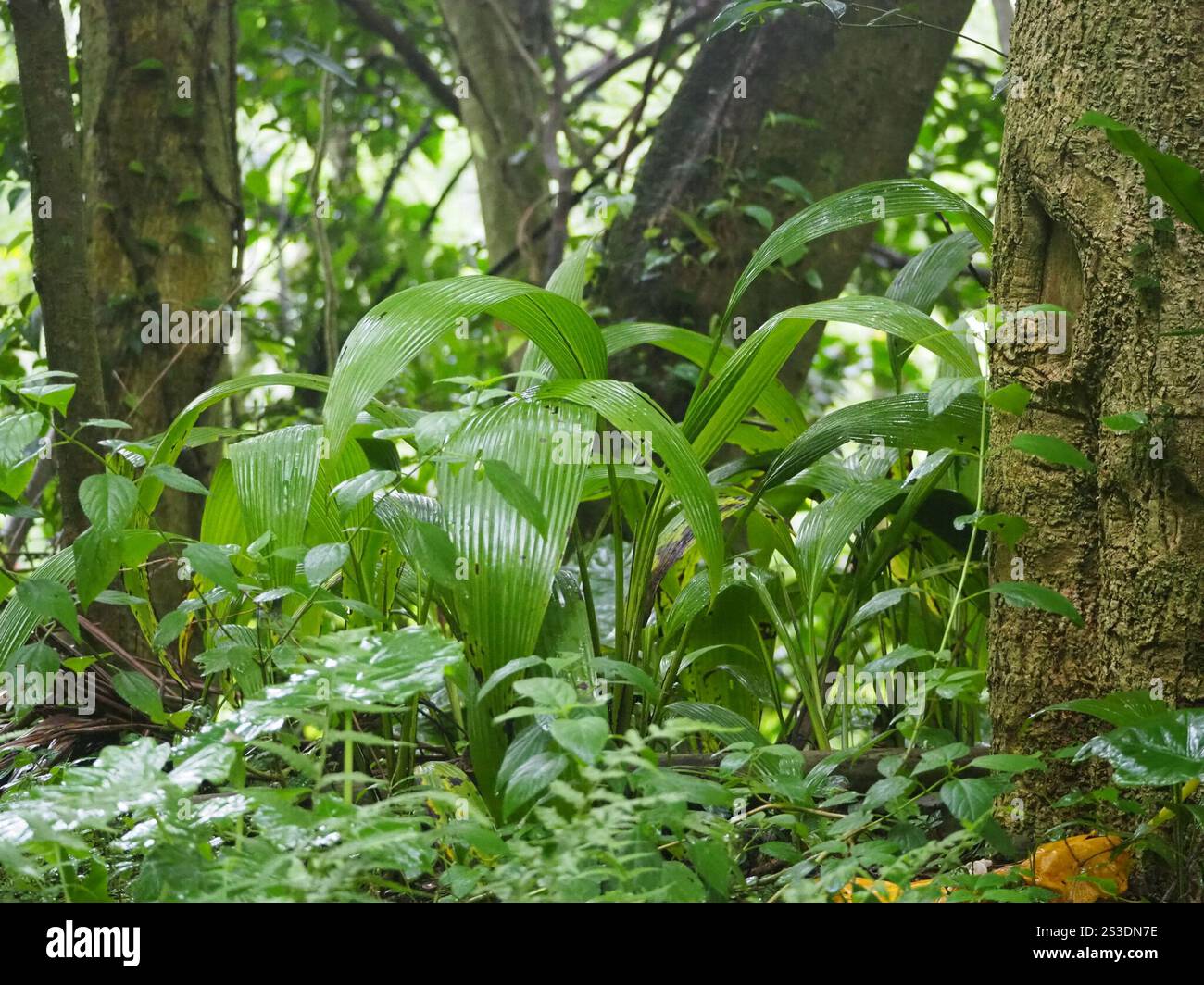 palm grass (Curculigo capitulata Stock Photo - Alamy