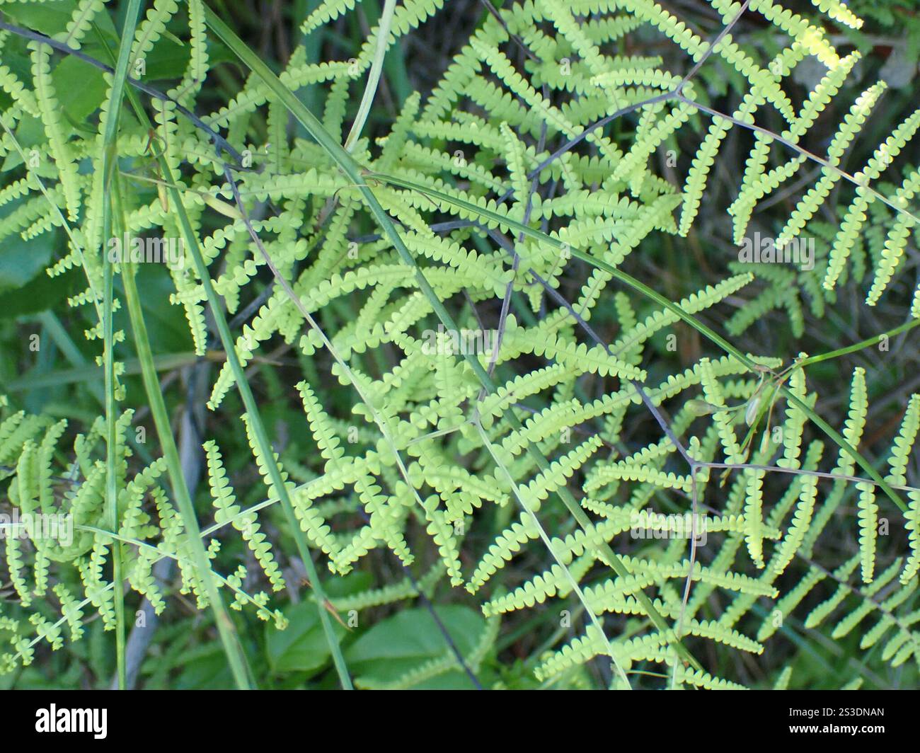 Coral Fern (Gleichenia polypodioides Stock Photo - Alamy