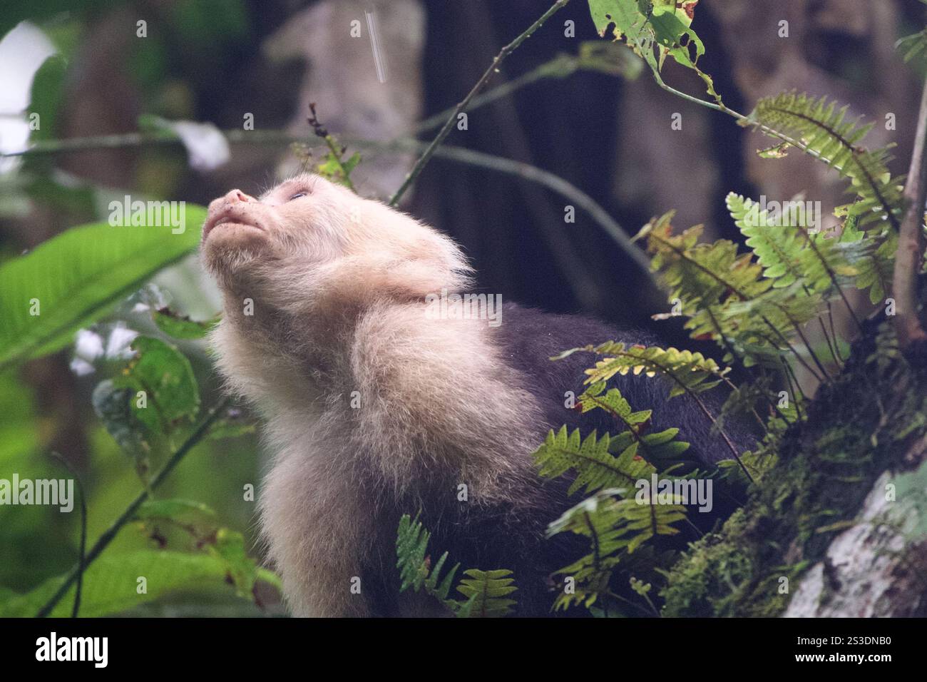 Colombian White-throated Capuchin (Cebus capucinus Stock Photo - Alamy