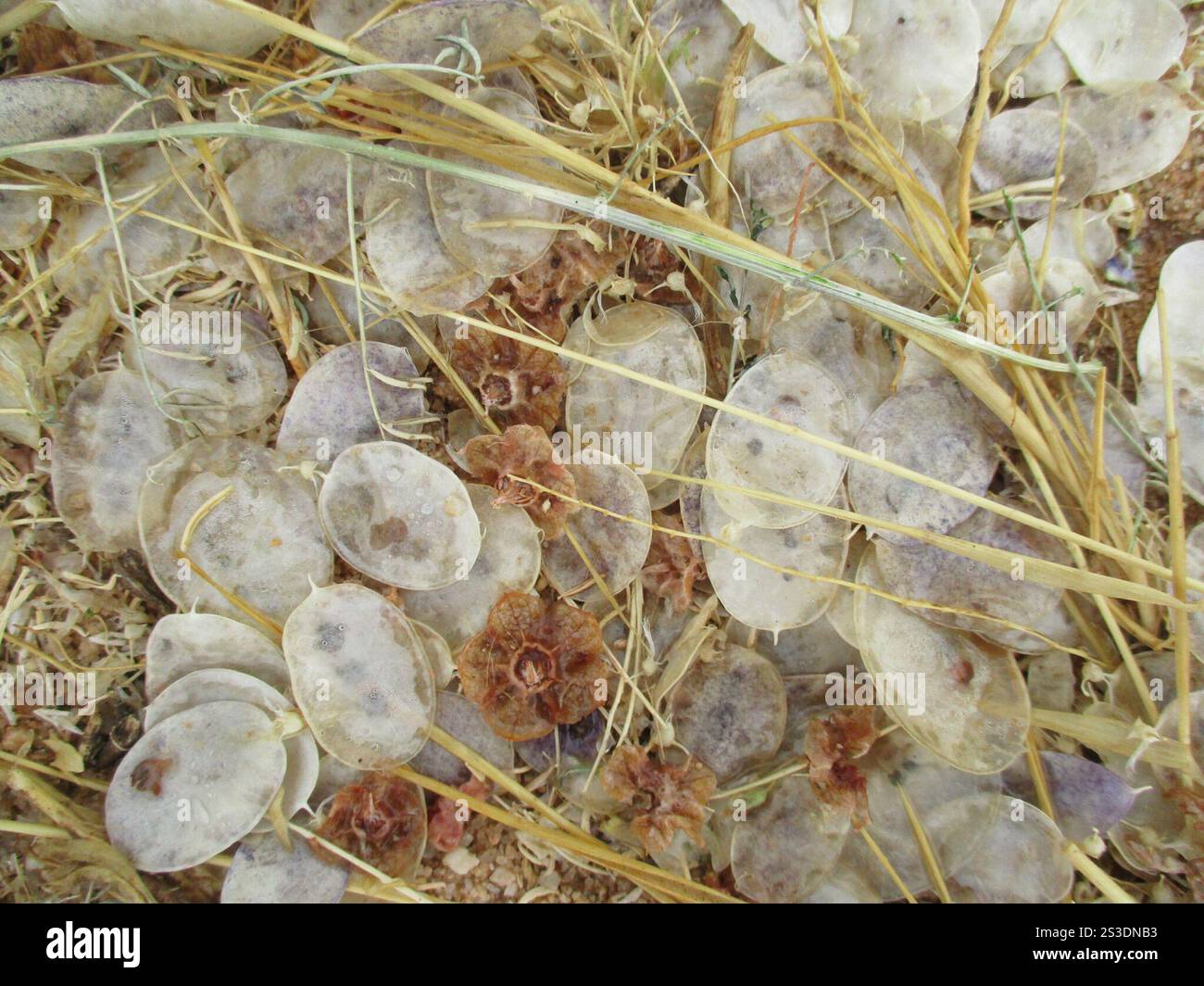 Benguelan Bubblepod (Lessertia benguellensis Stock Photo - Alamy