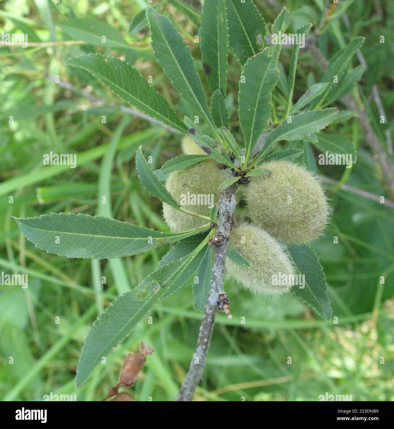Dwarf Russian Almond (Prunus tenella Stock Photo - Alamy