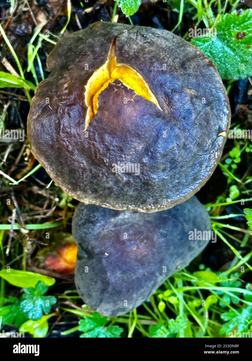 Zeller's bolete (Xerocomellus zelleri Stock Photo - Alamy