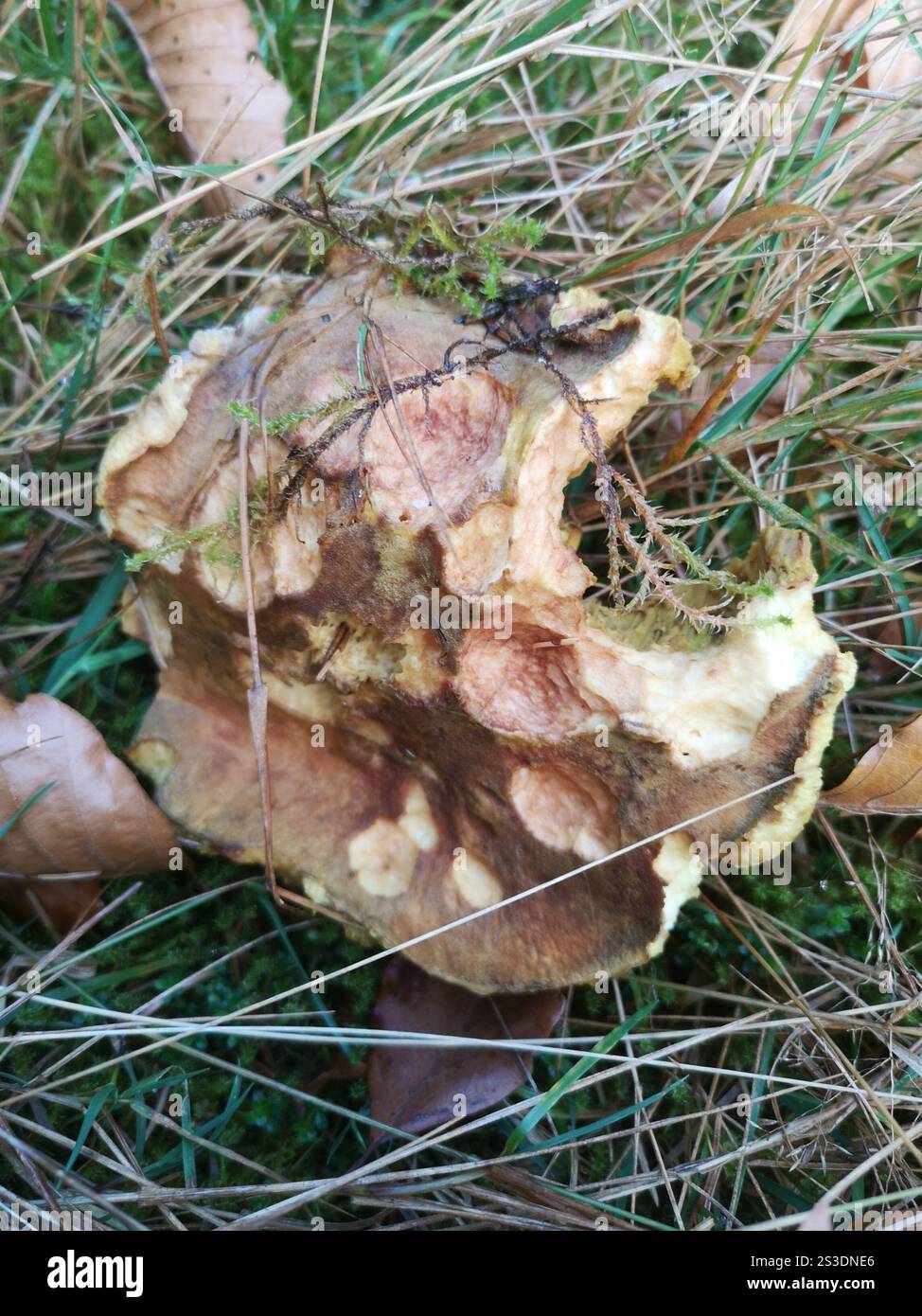 Red-cracking Bolete (Xerocomellus chrysenteron Stock Photo - Alamy