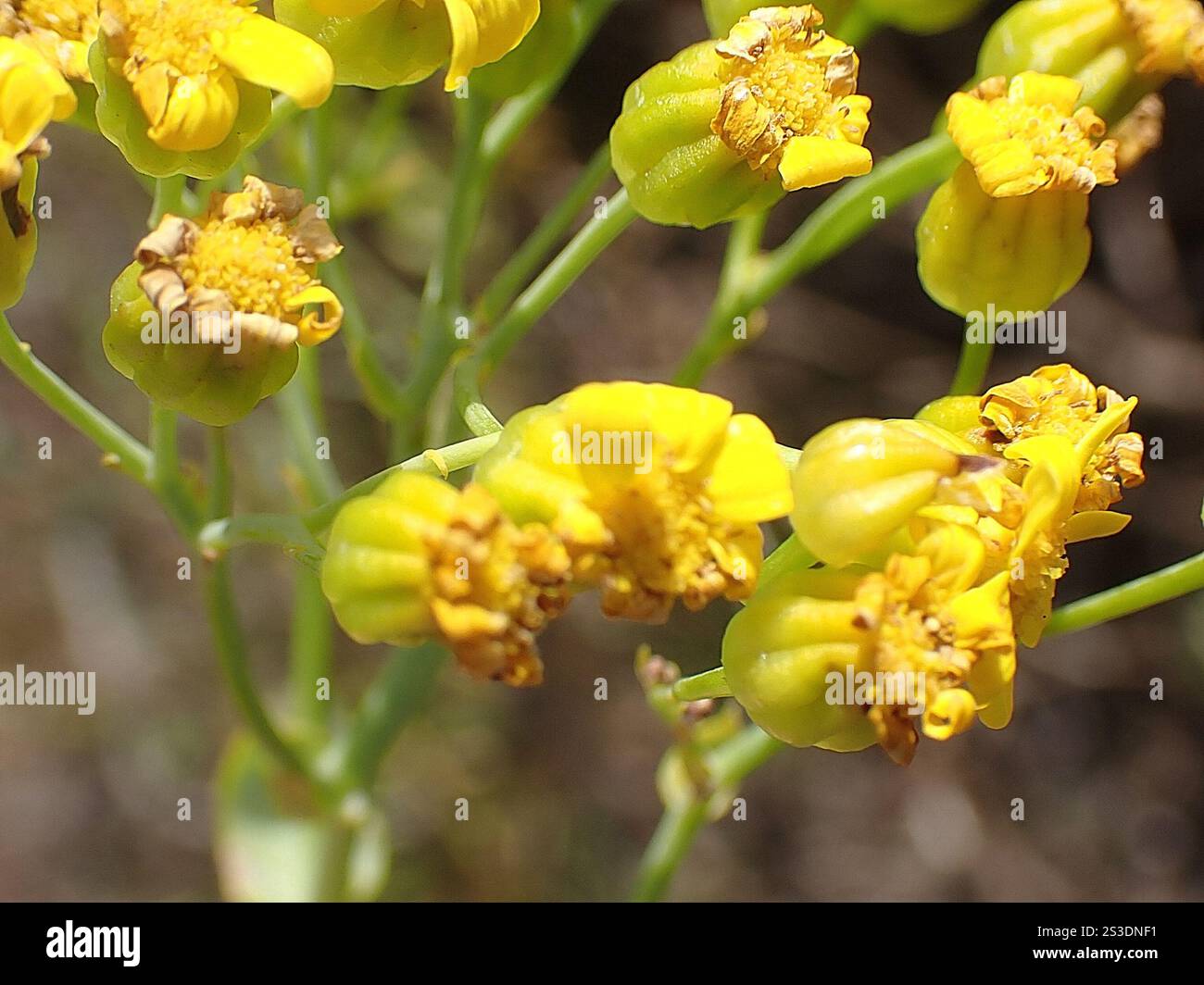 Poorflower Babooncabbage (Othonna parviflora Stock Photo - Alamy