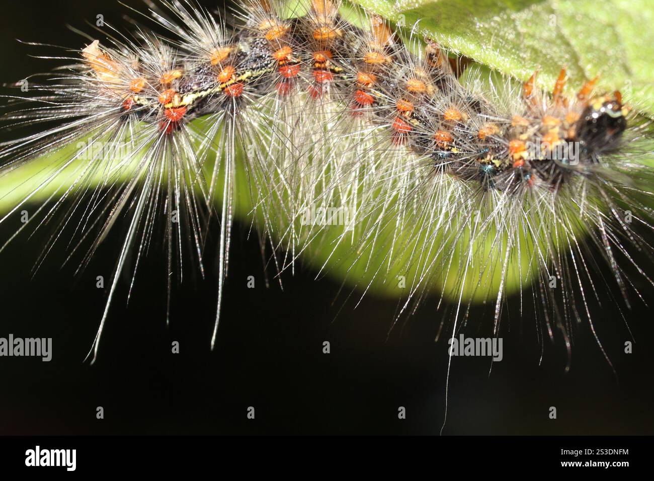 Underwing, Tiger, Tussock, and Allied Moths (Erebidae Stock Photo - Alamy