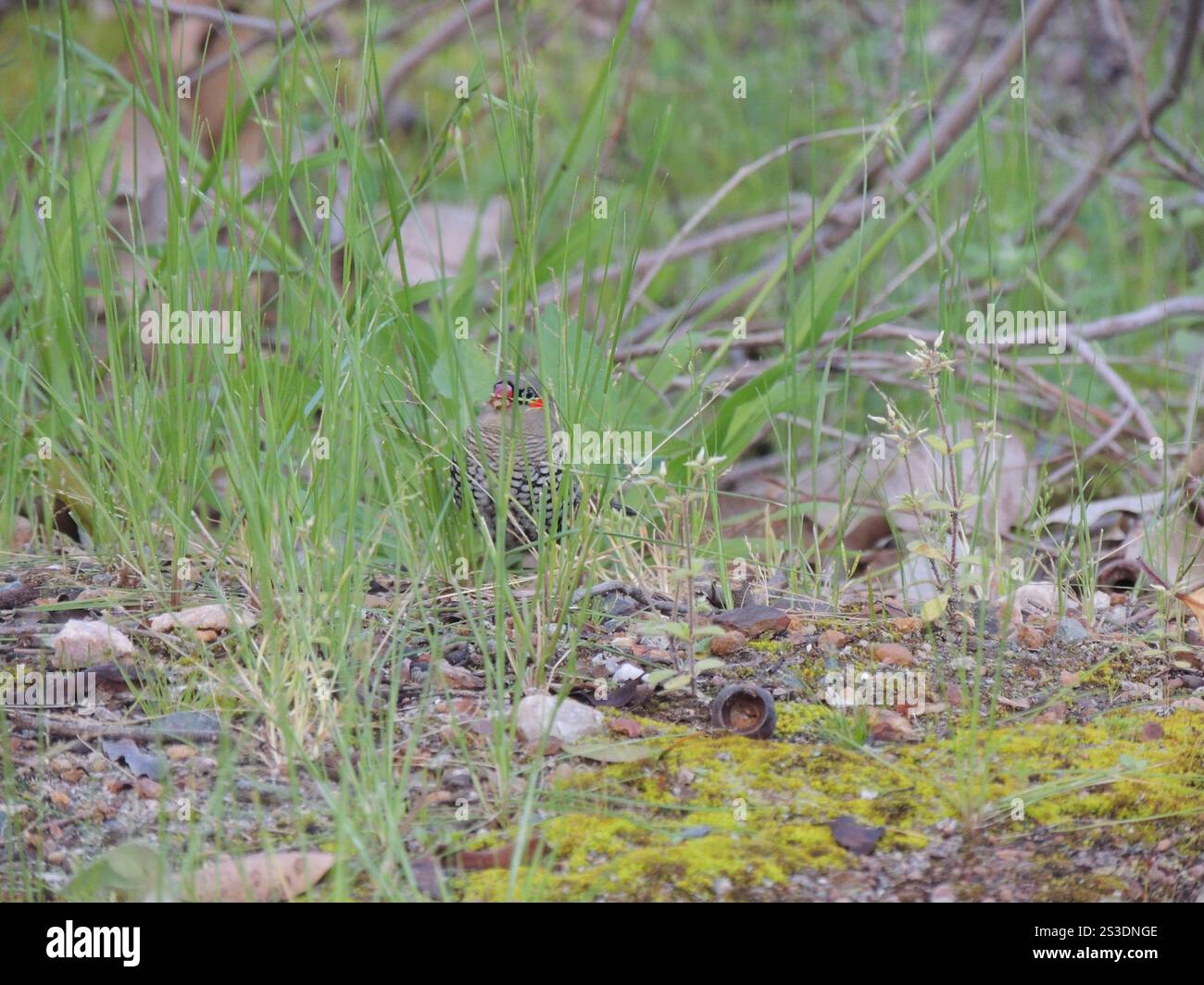 Red-eared Firetail (Stagonopleura oculata Stock Photo - Alamy