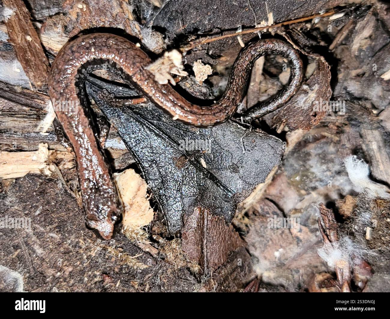 California Slender Salamander (Batrachoseps attenuatus Stock Photo - Alamy