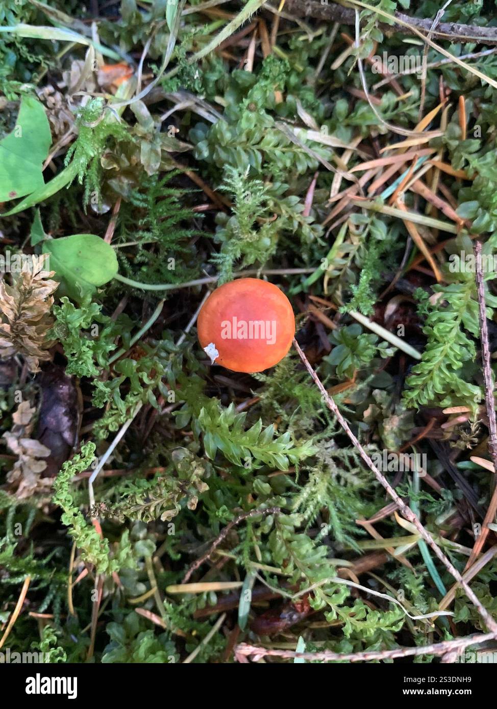 Common Milkcaps (Lactarius Stock Photo - Alamy