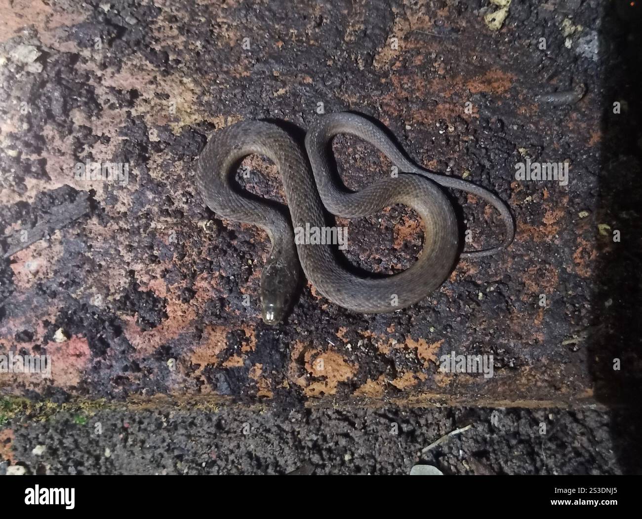 West Coast Garter Snake (Thamnophis validus Stock Photo - Alamy