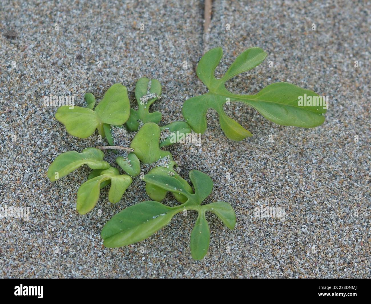 beach morning-glory (Ipomoea imperati Stock Photo - Alamy