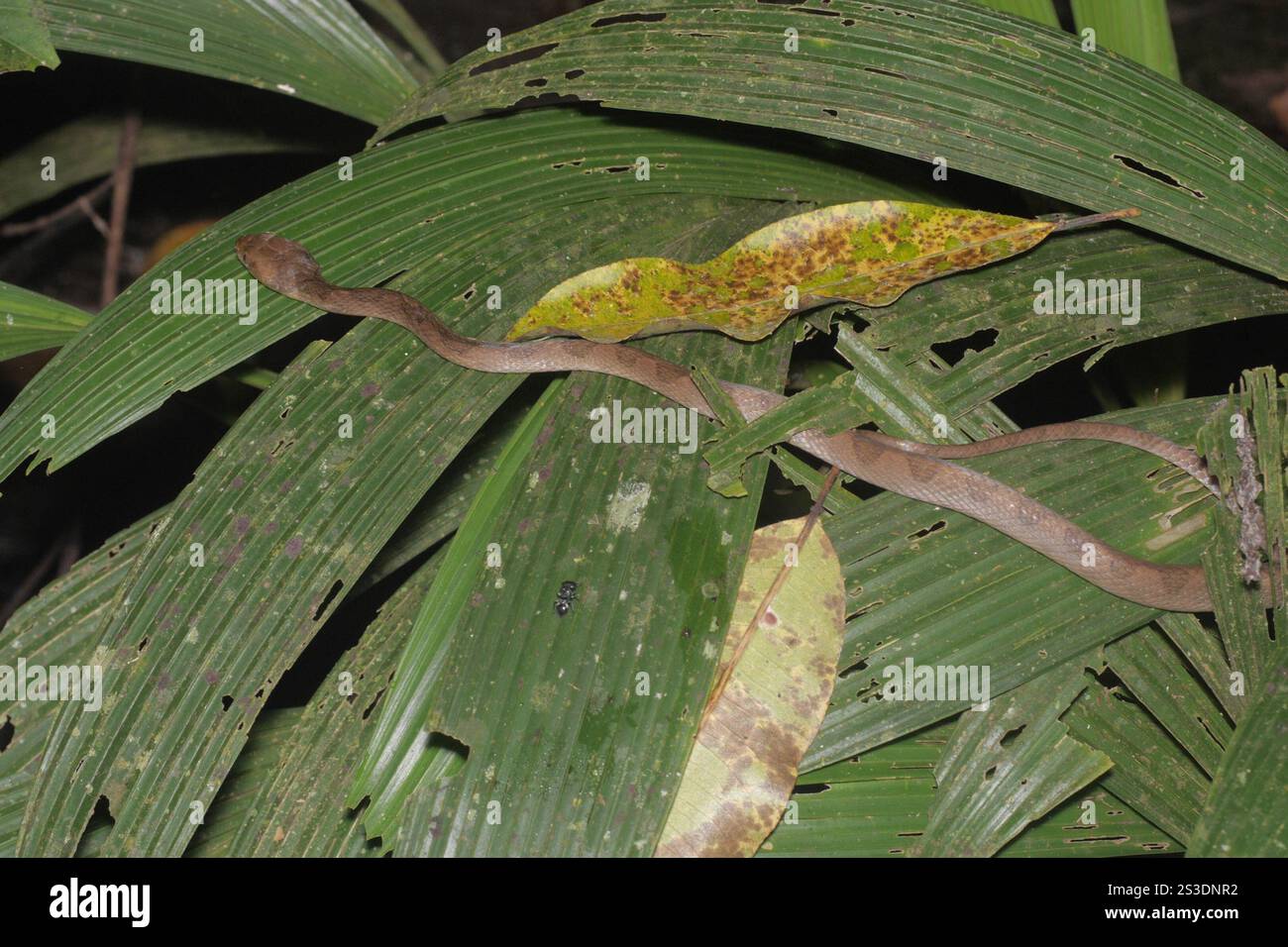 Ornate Cat-eyed Snake (Leptodeira ornata Stock Photo - Alamy