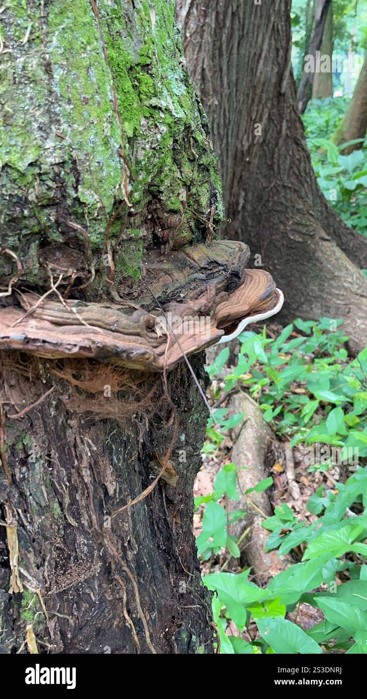 artist's bracket (Ganoderma applanatum Stock Photo - Alamy