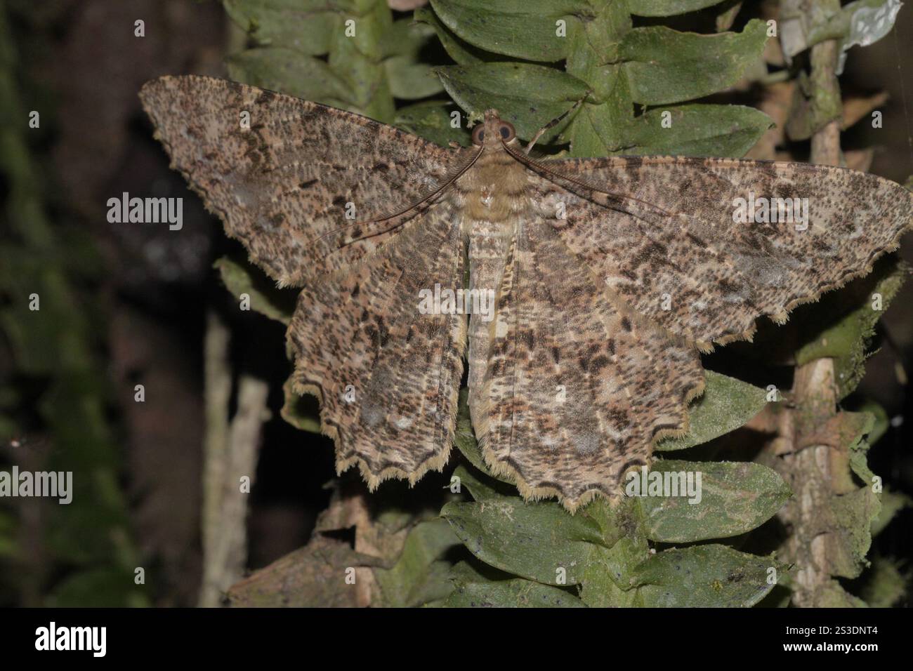 Geometer Moths (Geometridae Stock Photo - Alamy